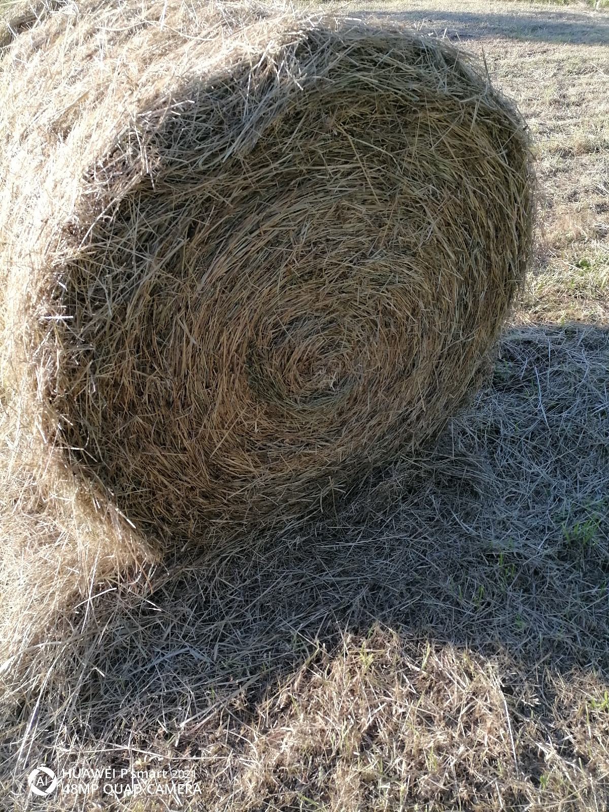 Sijeno u rolo balama