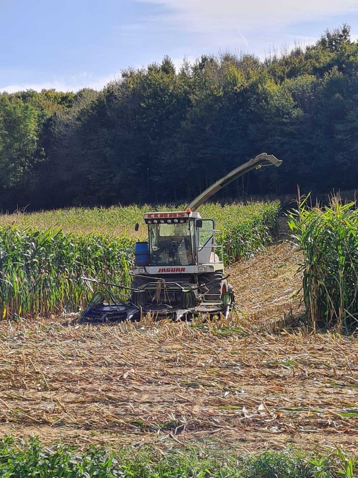 Silokombajn Class Jaguar 695 Mega