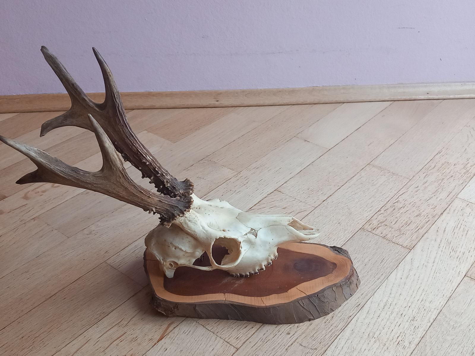 Glava jelena (kostur)