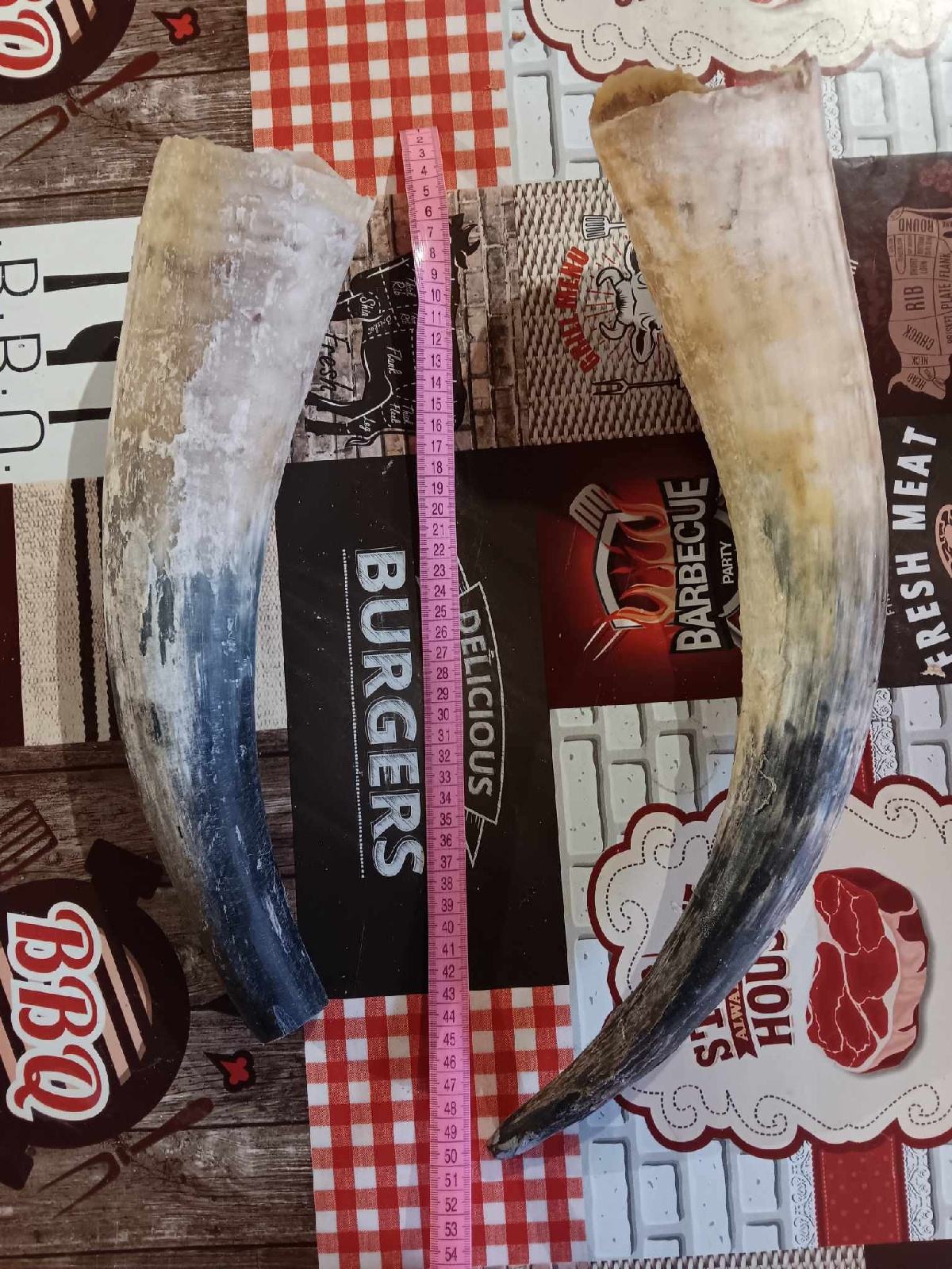 Rog od bika ( 100 €)