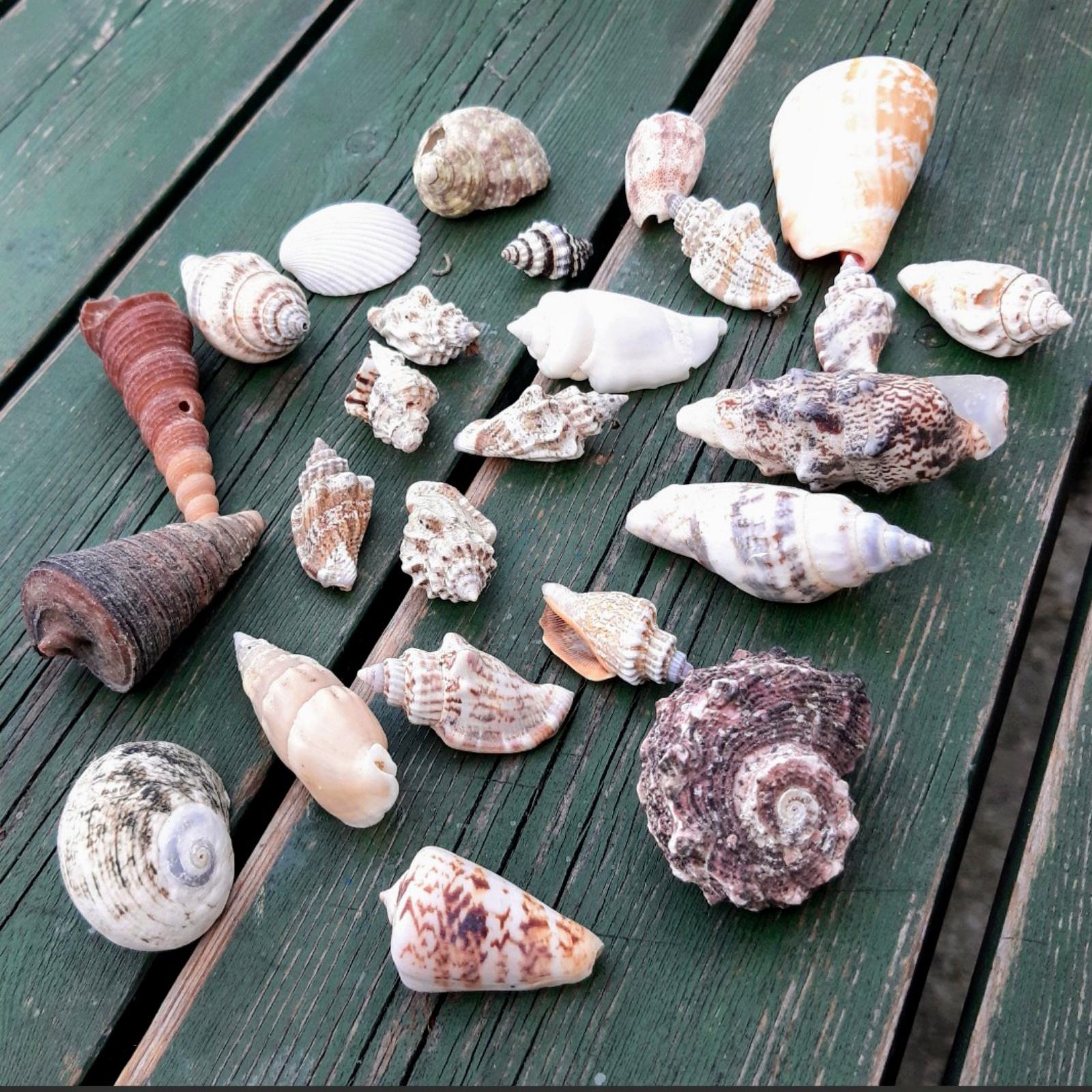 ŠKOLJKE-LOT Školjka