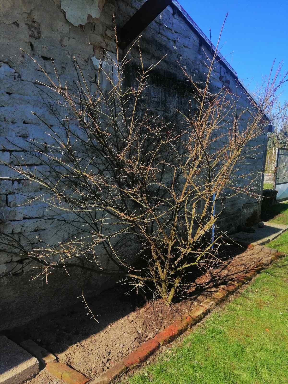 Alatus - ukrasni vatreni grm