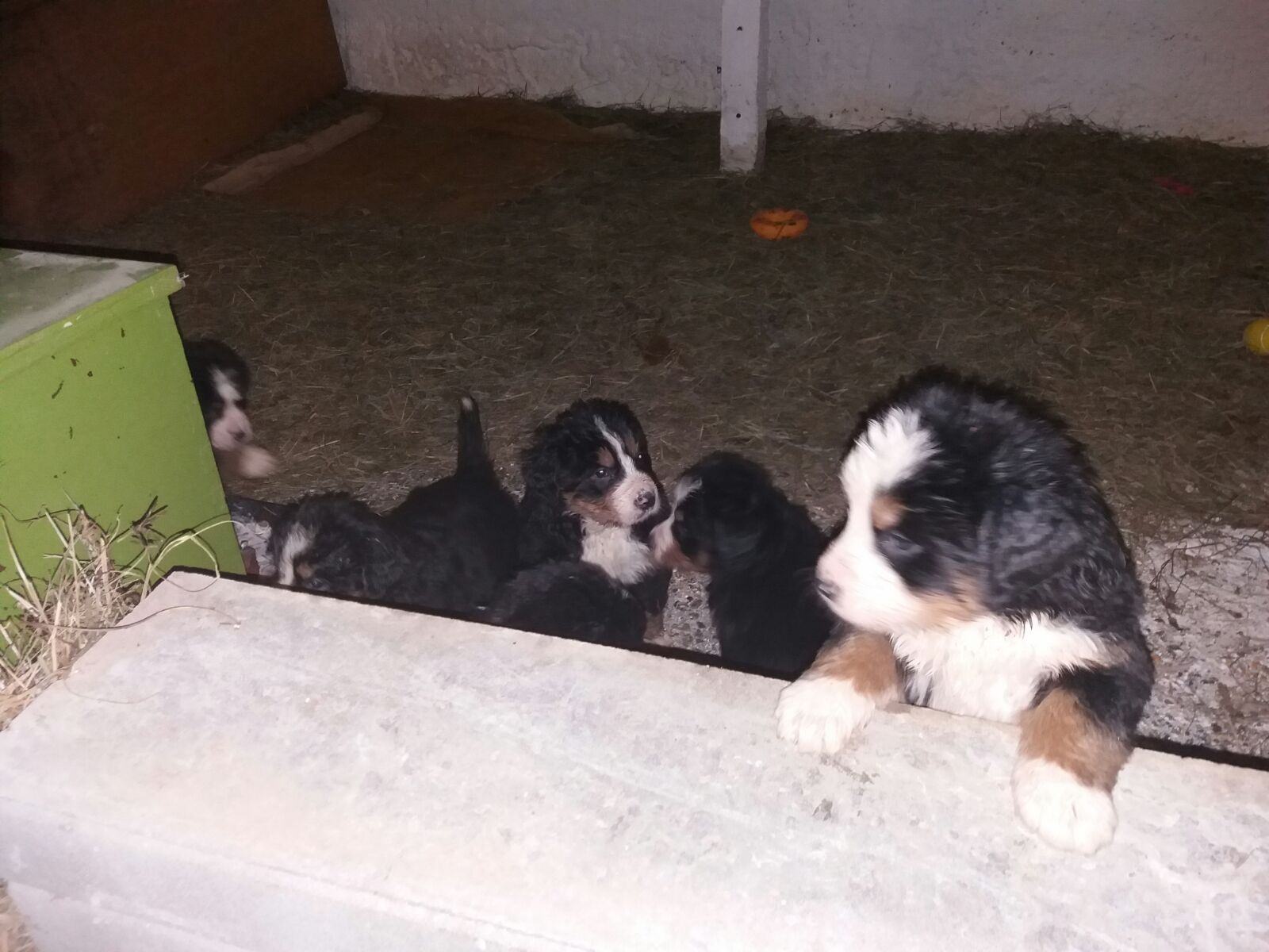 Bernski planinski psi