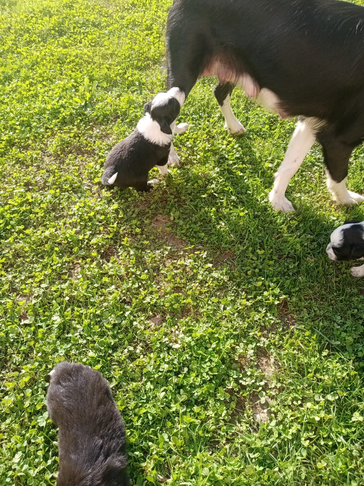 Border collie (štence)
