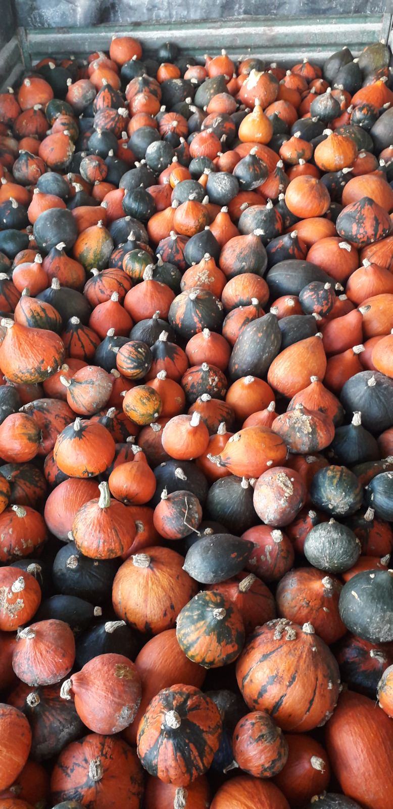 Butternut i Hokaido tikva