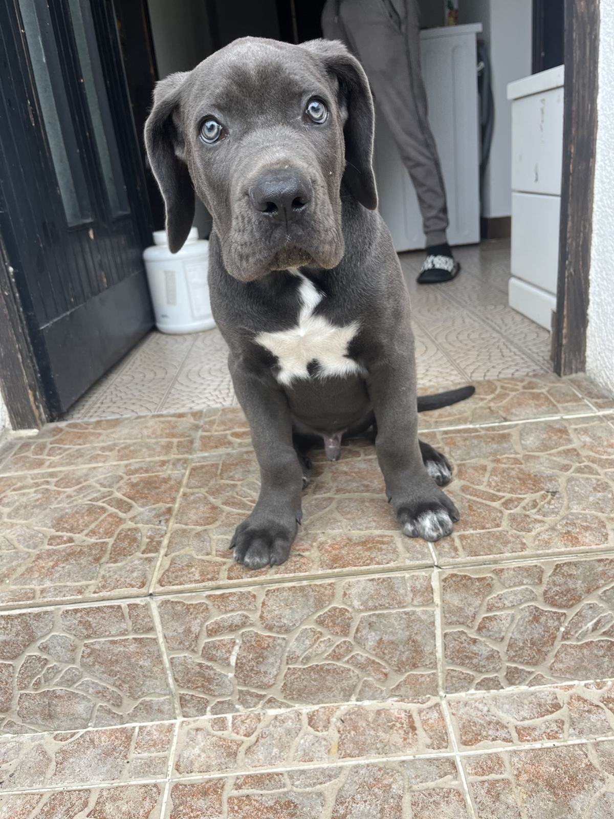 Cane Corso blu gen