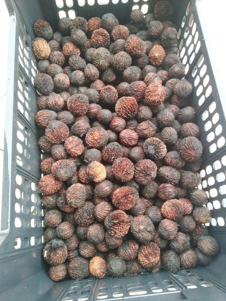 Crni orah sjeme plod