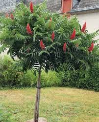 Cvijeće i ukrasna stabla