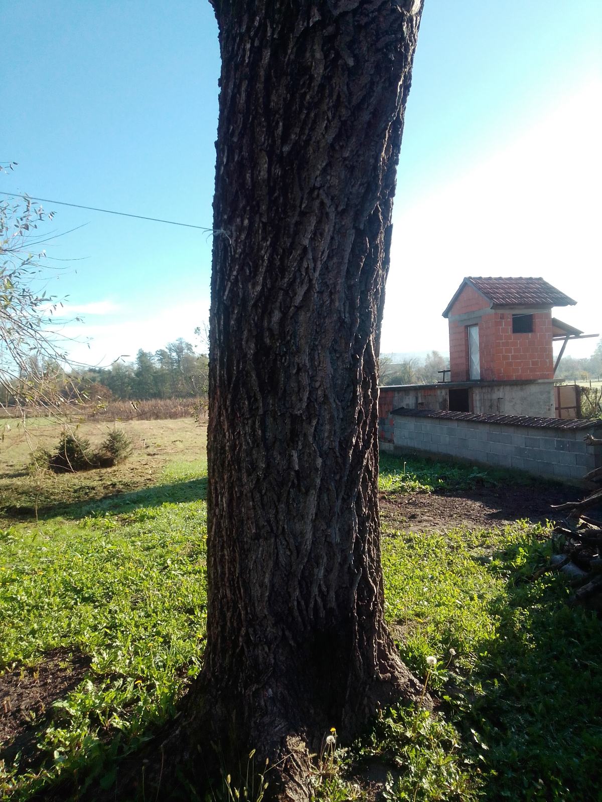 DEBLO ORAHA ZA Fosnu