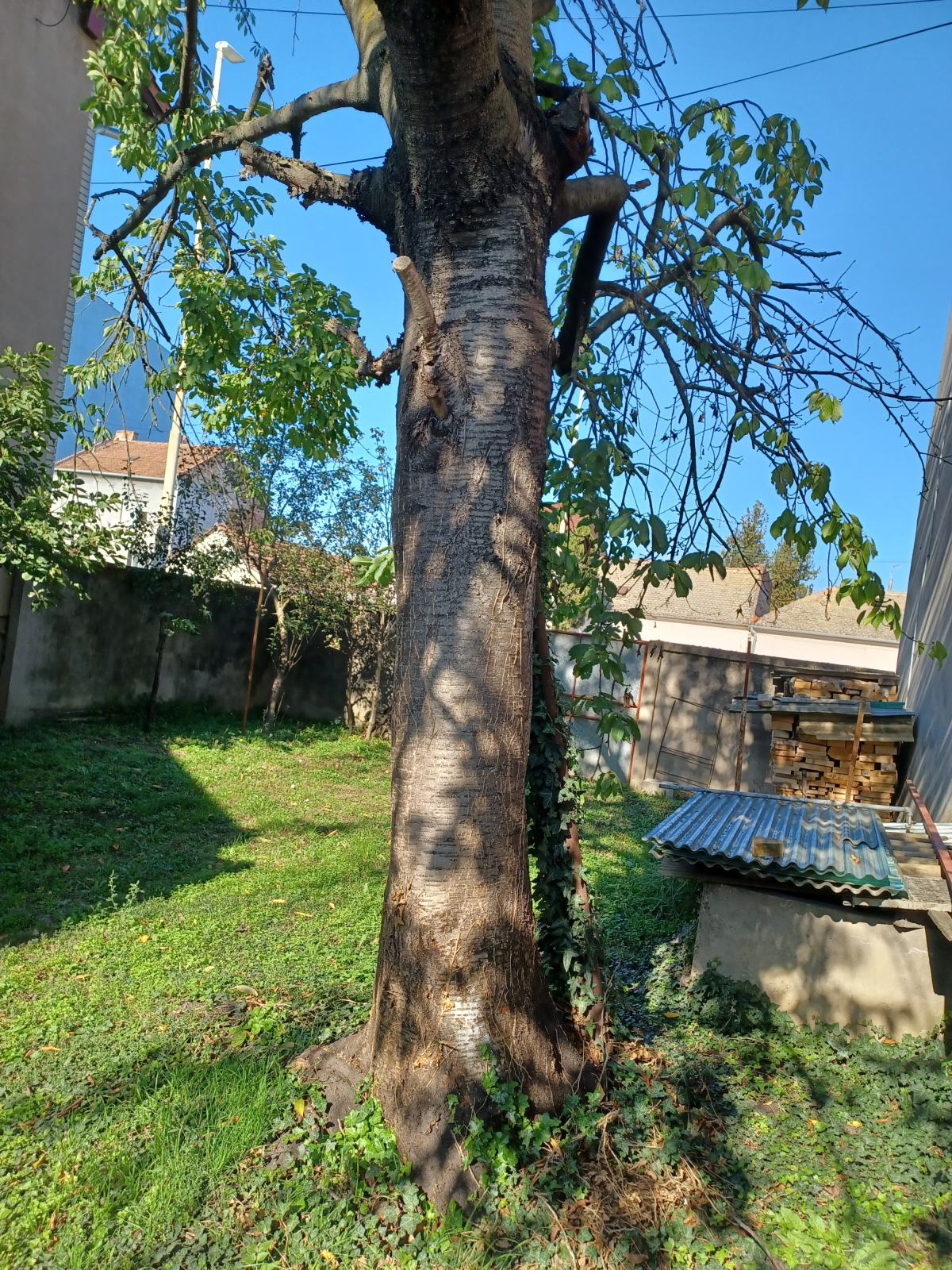 Drvo trešnja staro oko 60 godina