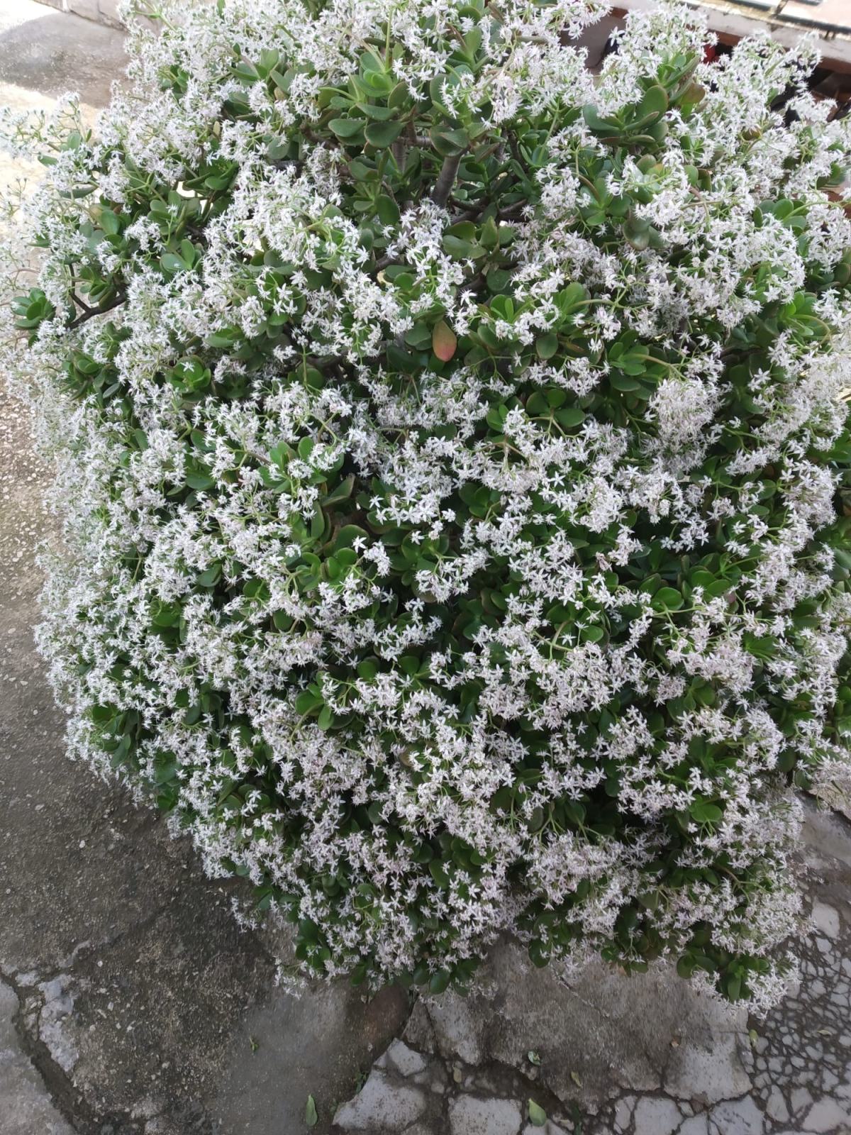 Drvo žada (biljka novca) Crassula ovata