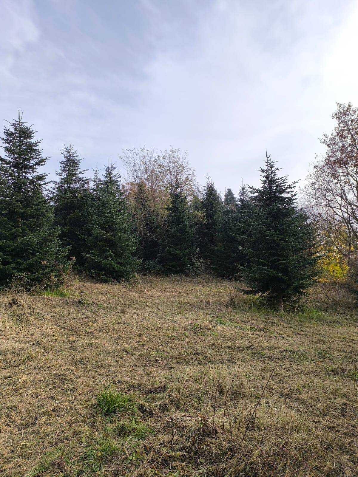 Grane jele za cvjećare