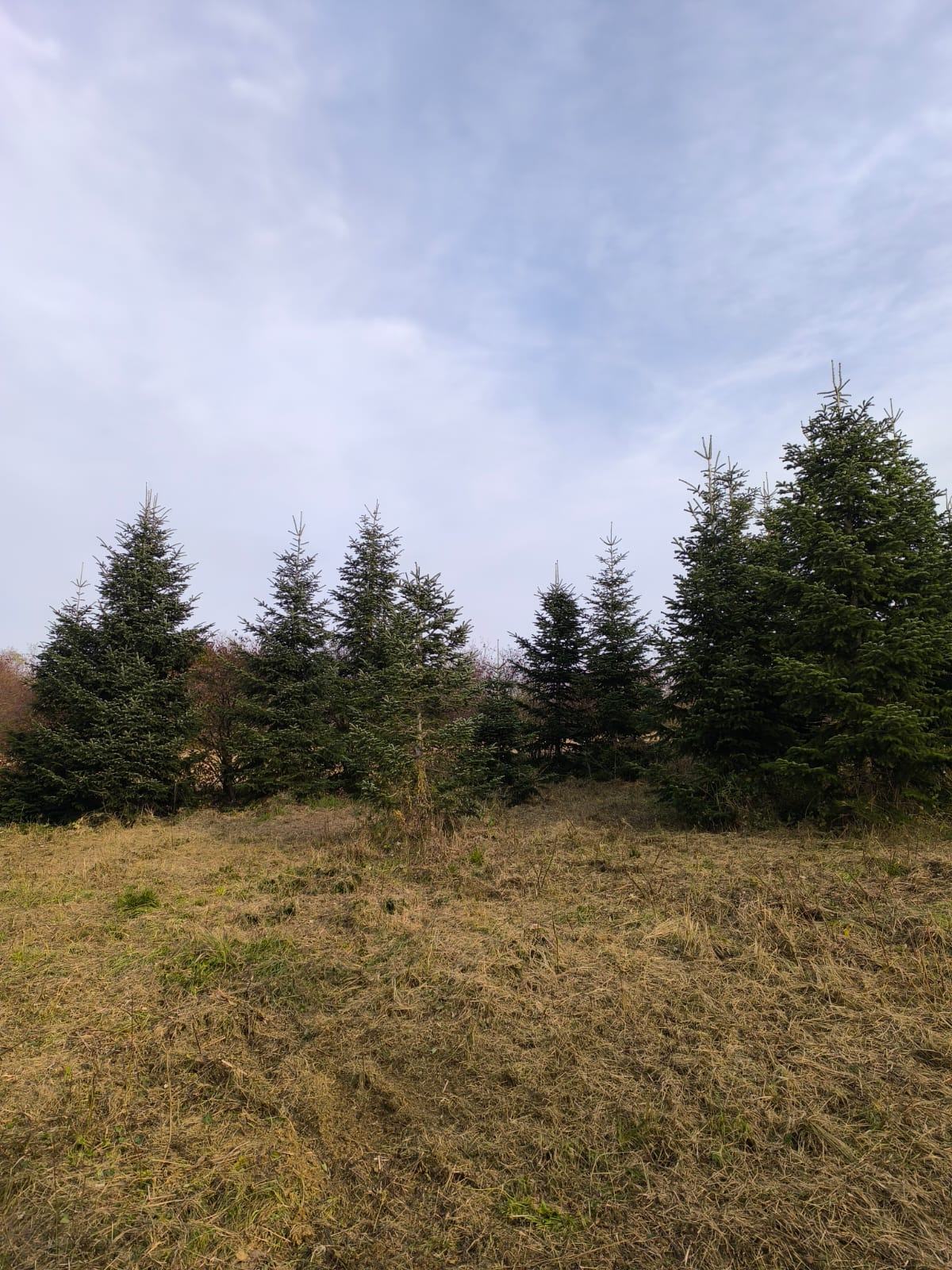 Grane nordijskih jela