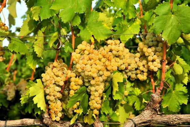 Grožđe bijelo, debit