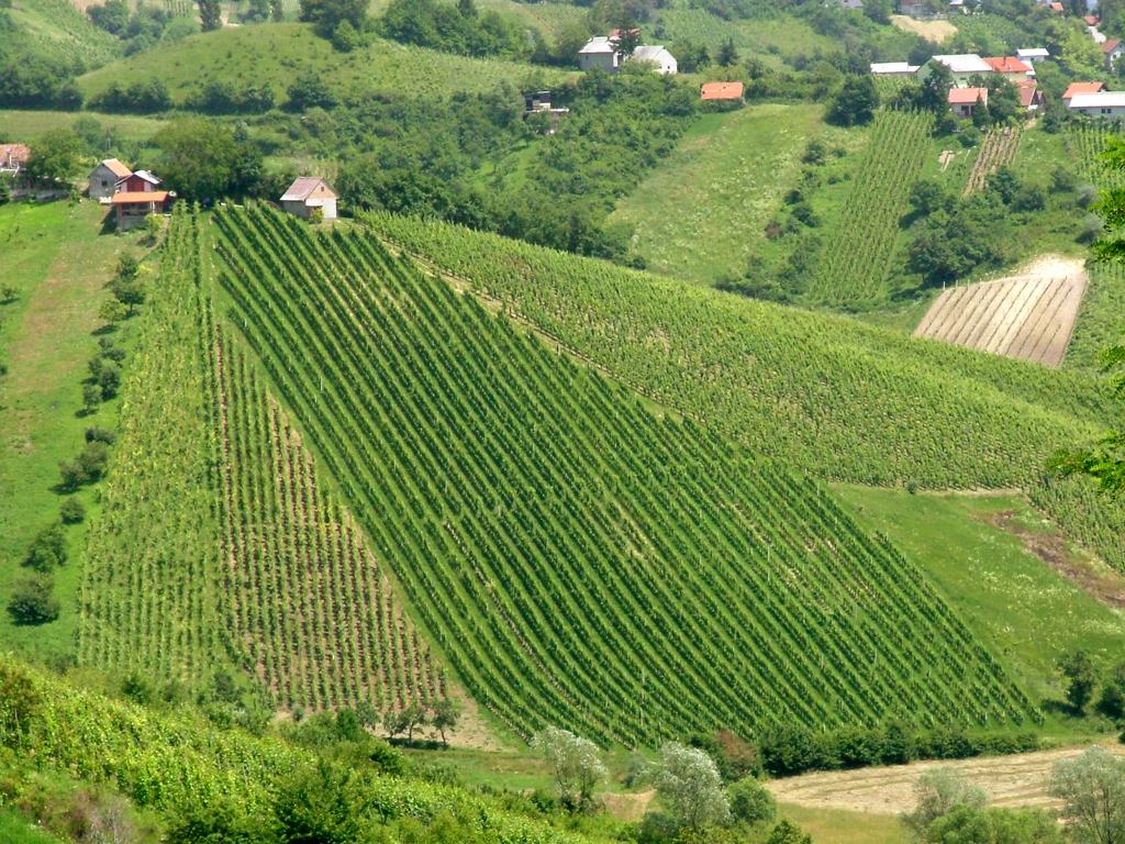 GROŽĐE MJEŠAVINA: GRAŠEVINA, Z. SILVANAC, RIZVANAC,ŠIPELJ