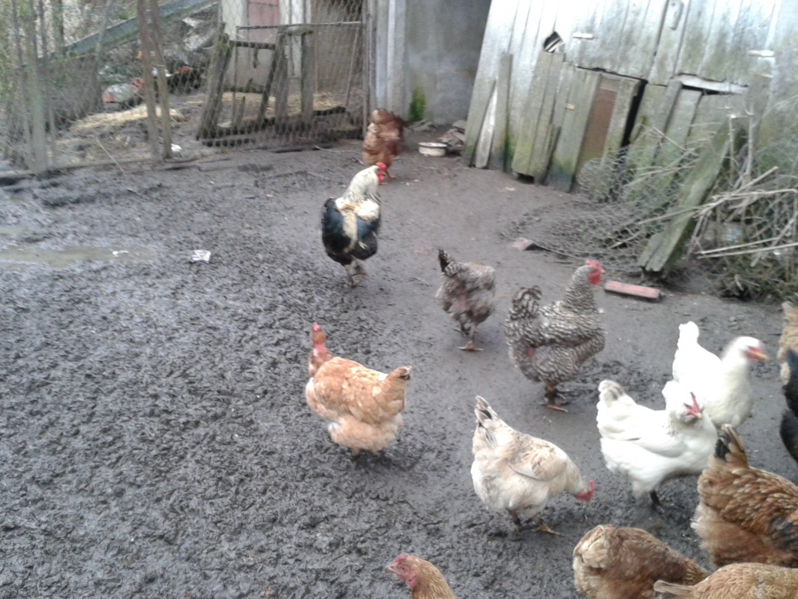 Jaja za nasad raznih vrsta kokoši