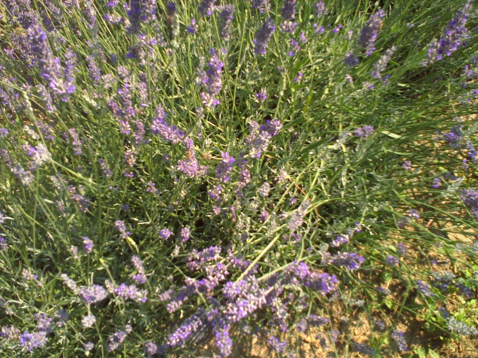 LAVANDA