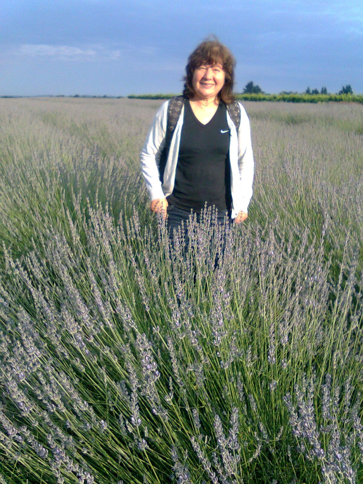 LAVANDA SUHI CVIJET