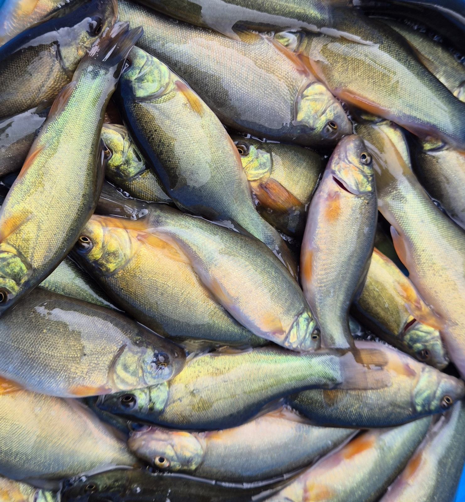 Linjak - riblja mlađ