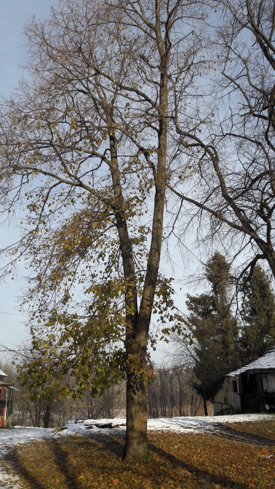 drvo LIPA - stablo promjera debla 50 cm