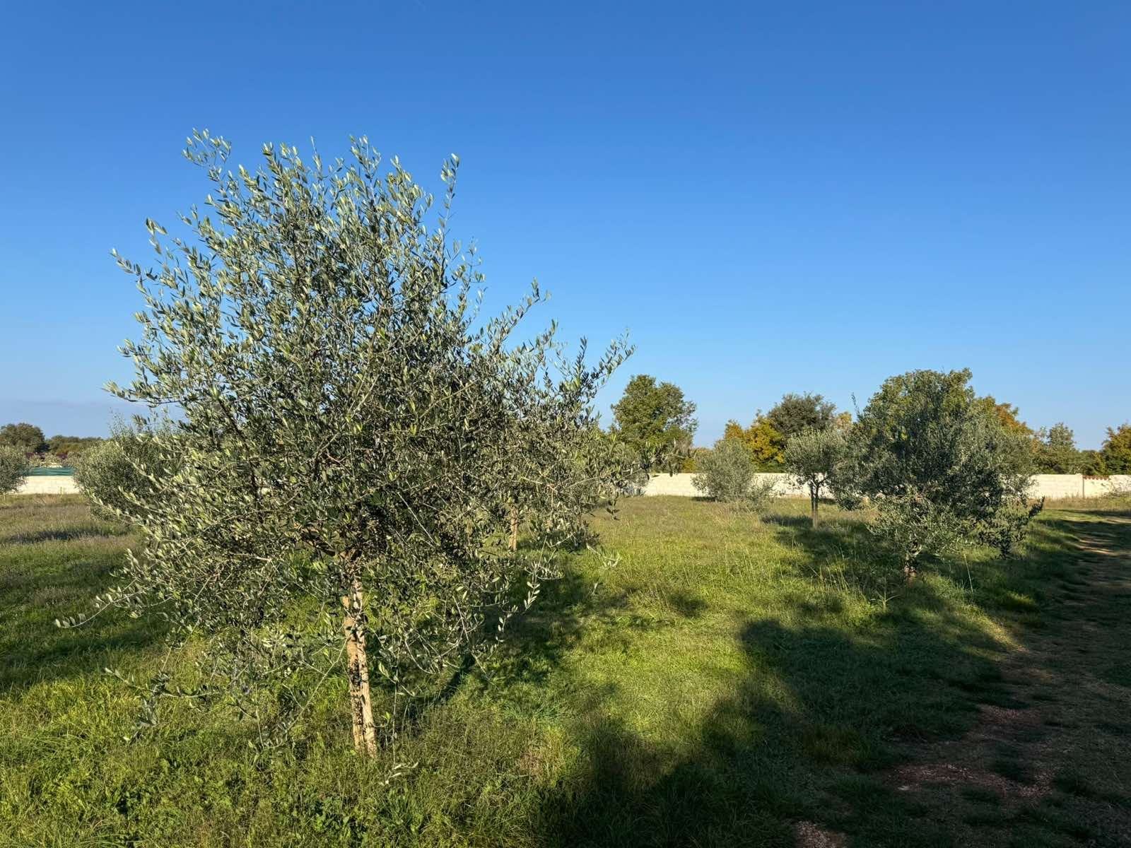 Stabla masline 50-60 kom