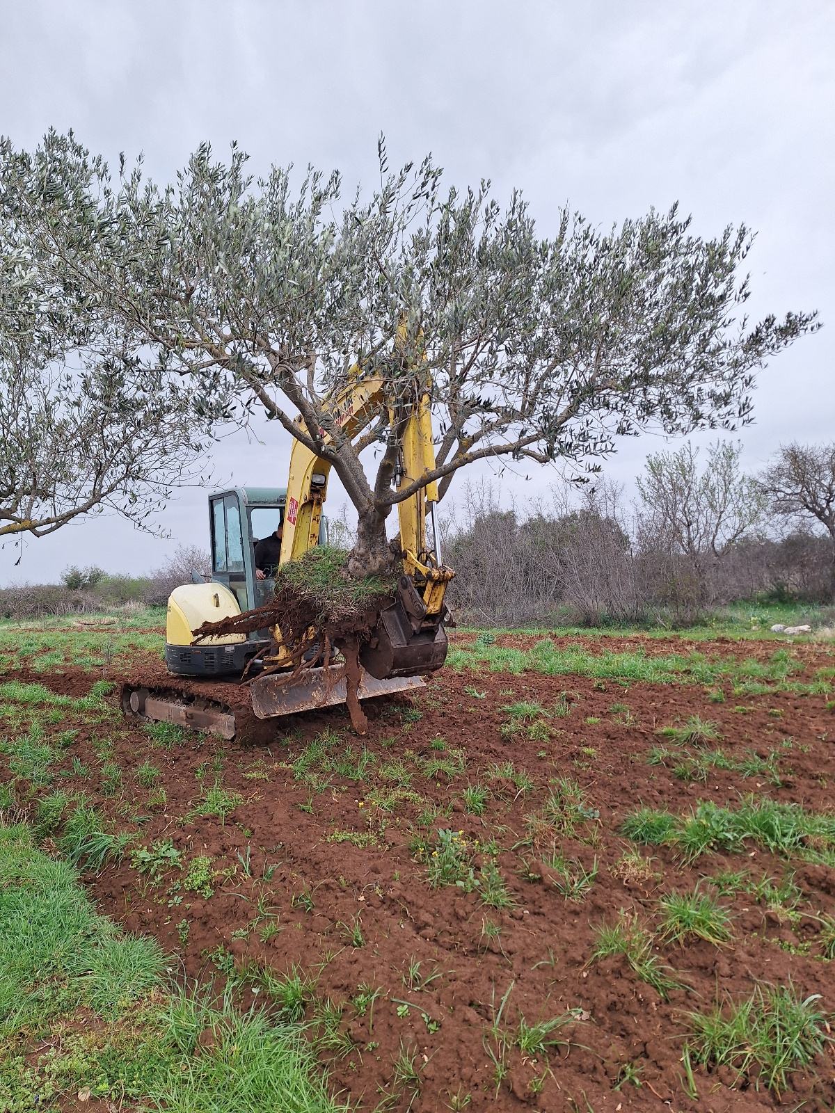 masline orkule,oblice 26 god