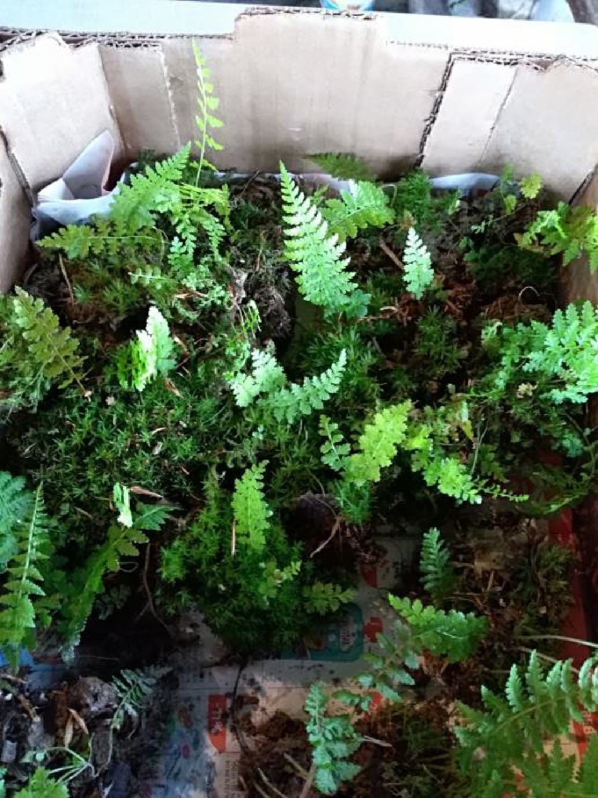 MINI PAPRAT ZA TERARIJE