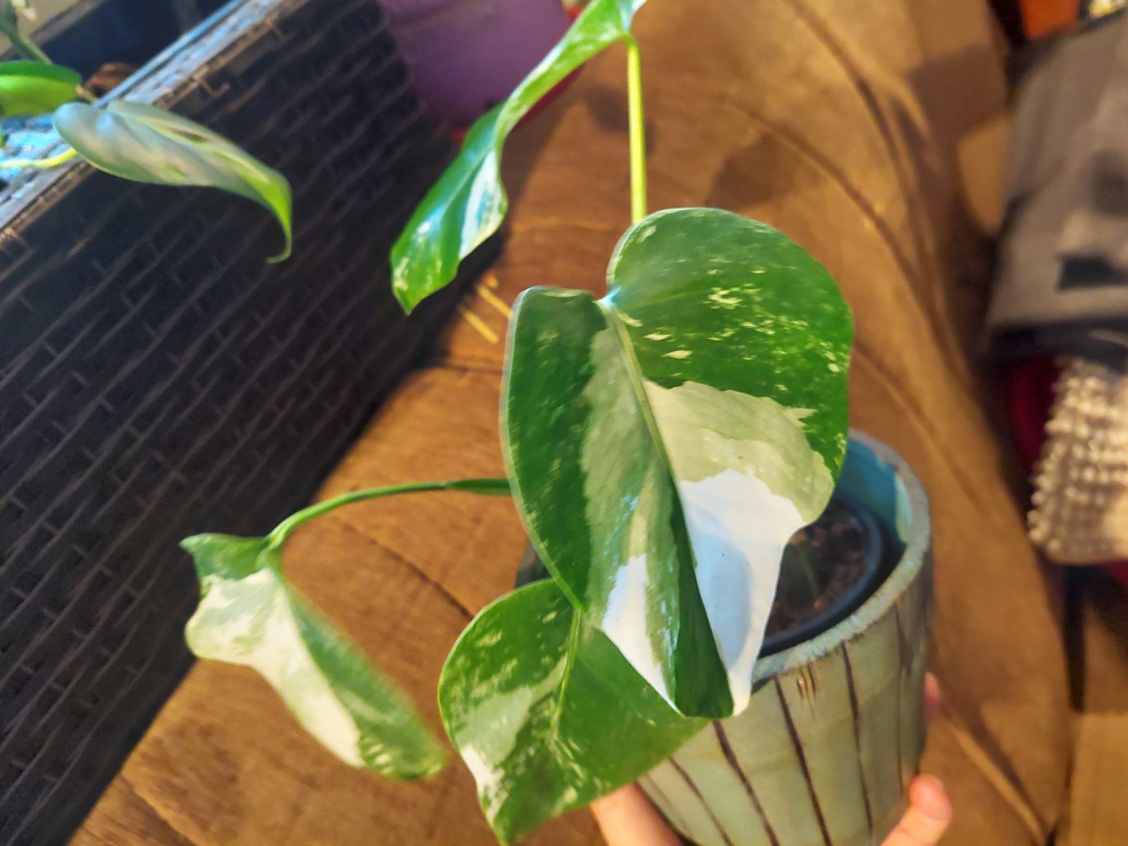 Monstera Albino variageta