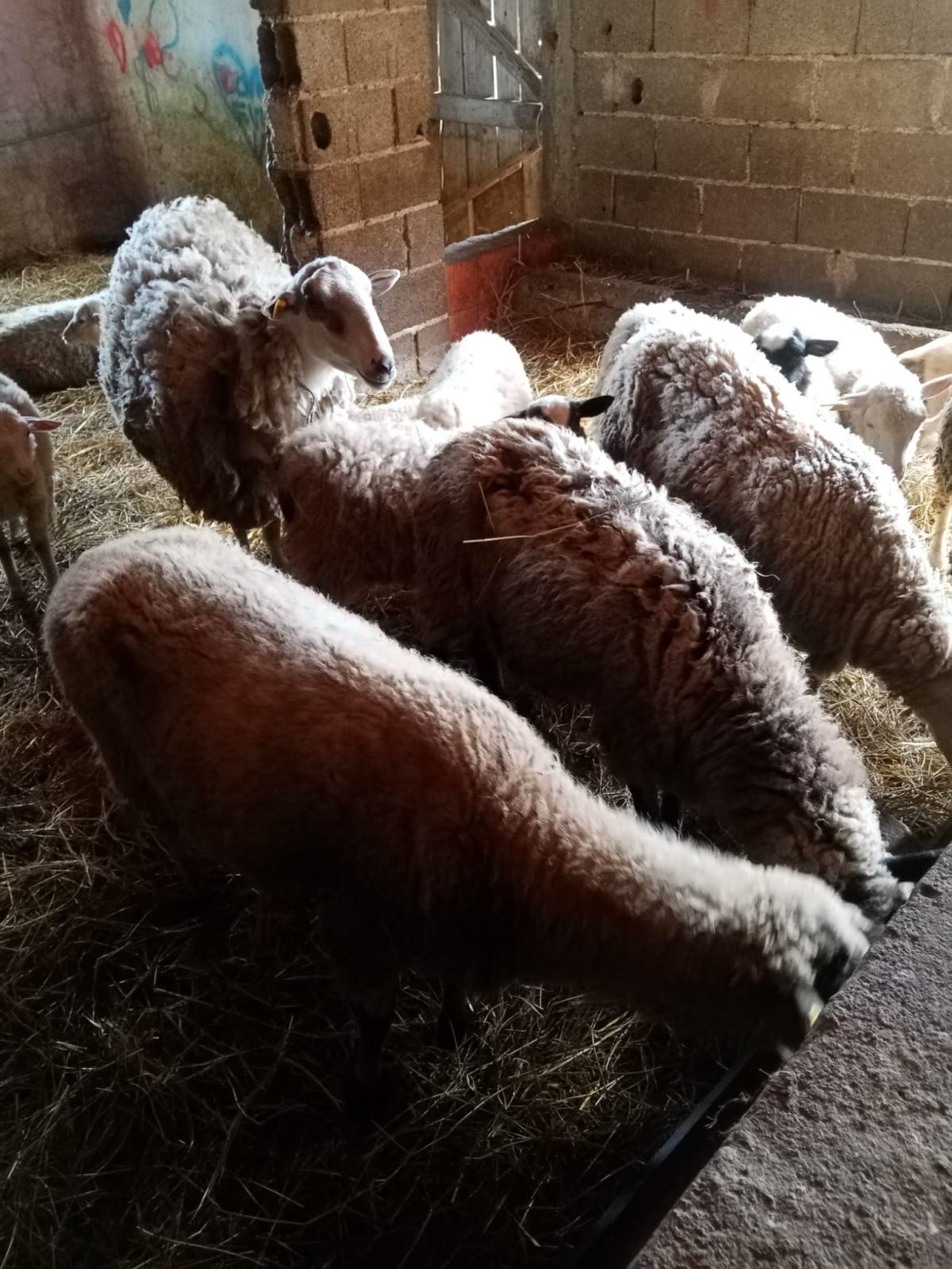 Ovce i ovan(obrađeni)