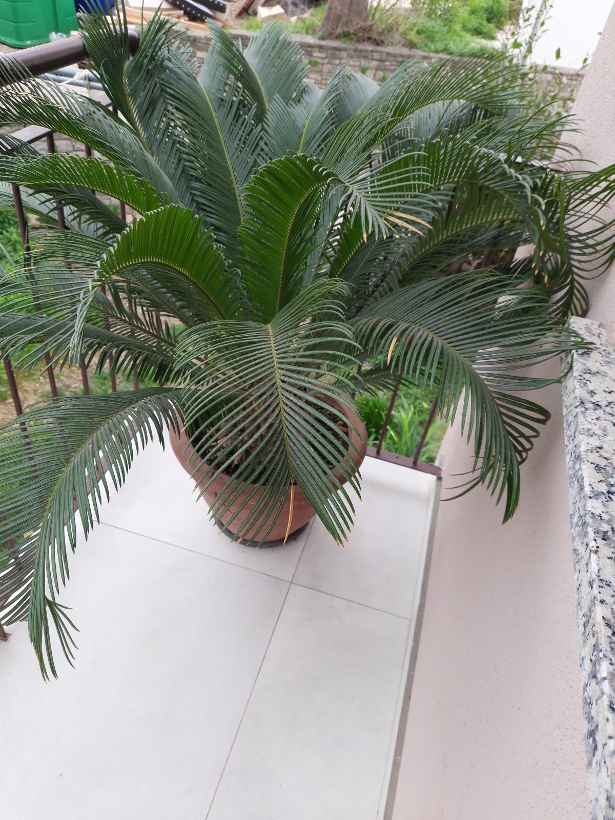 PALMA(cycas revoluta)