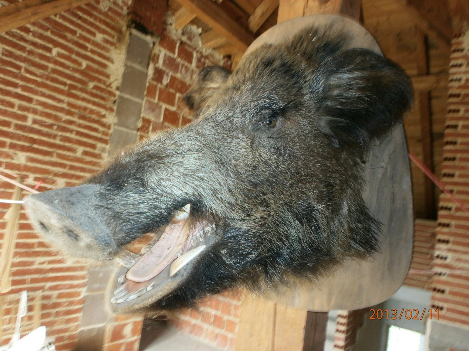 Dermopreparat- glava divljeg vepra