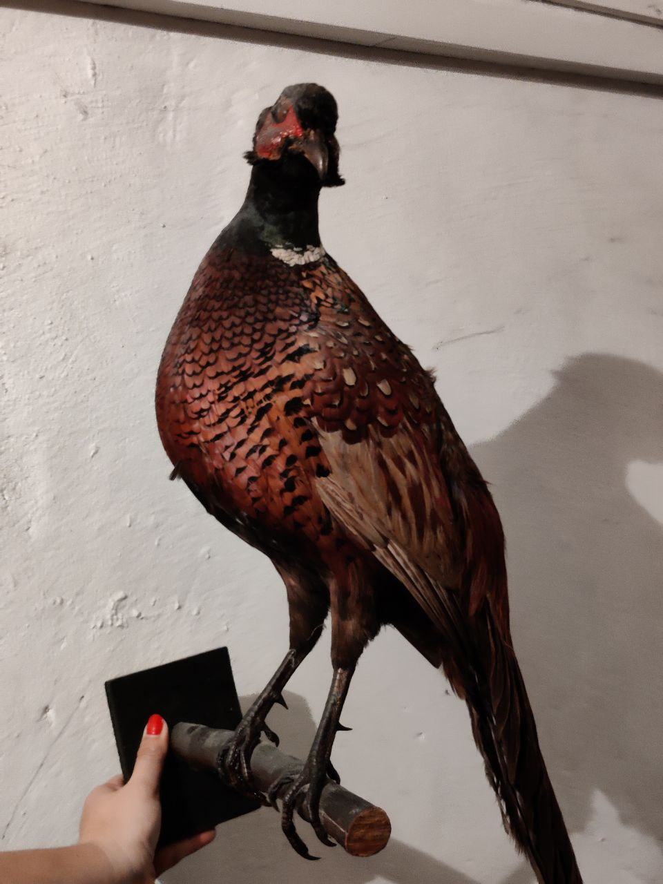 preparirana životinja - fazan