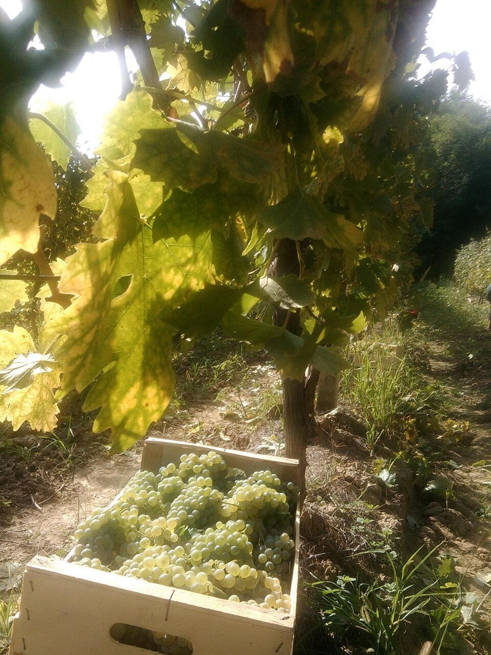 GROŽĐE GRAŠEVINU SA DOSTAVOM NA VASA VRATA 4,50kn/kg