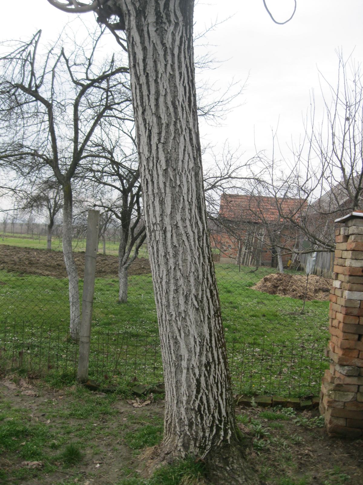 prodaja trupaca oraha