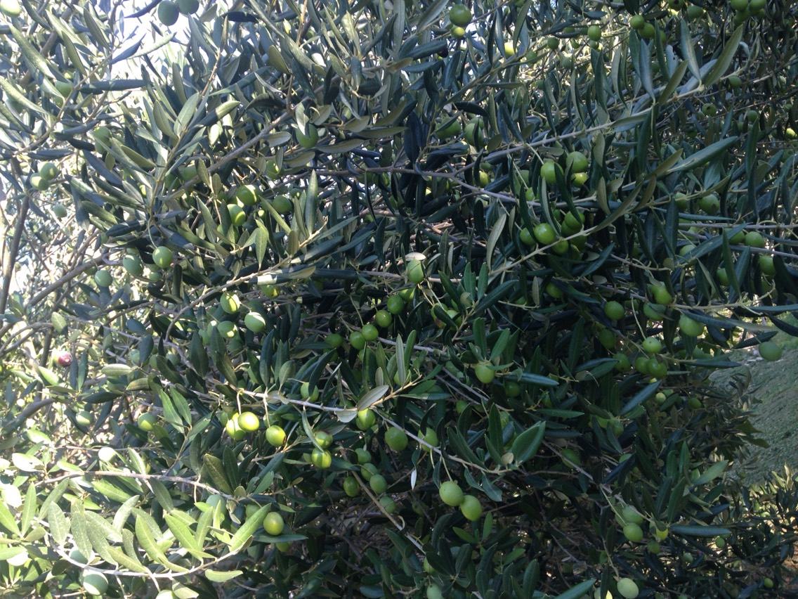 Prodaje se plod masline!