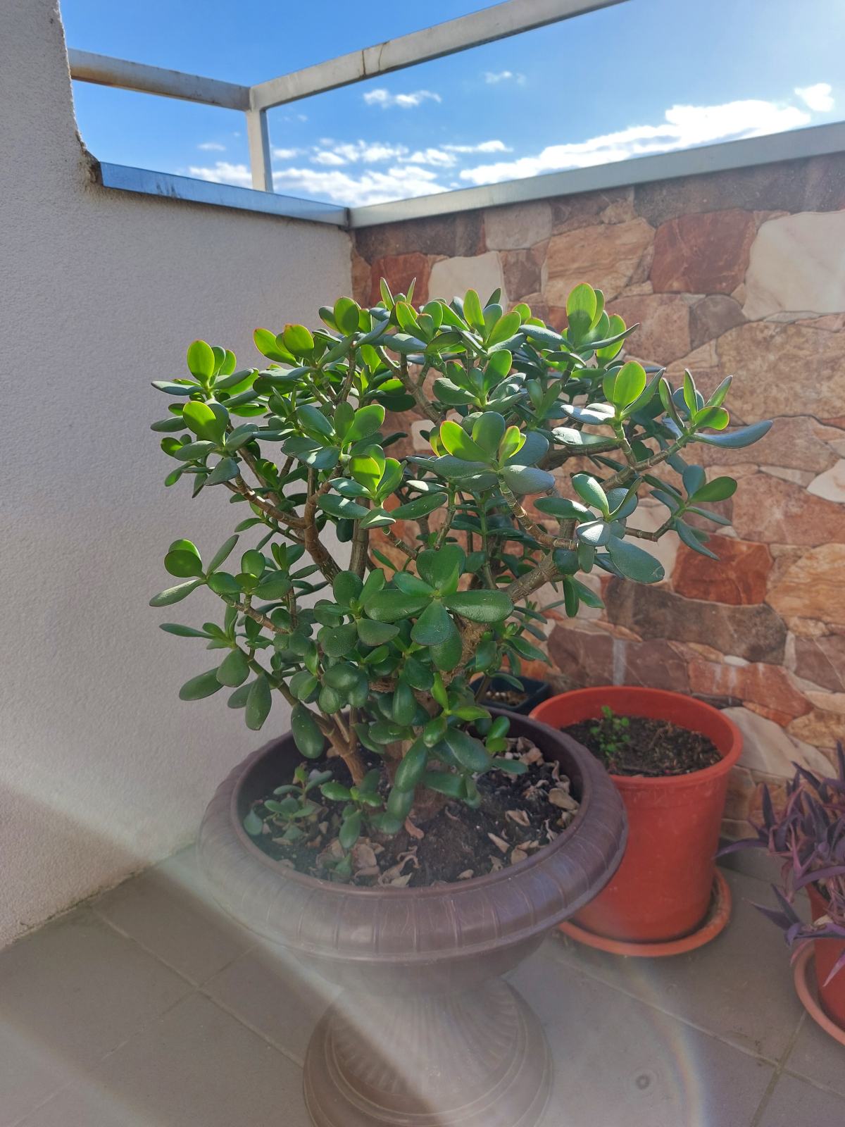 Prodajem cvijet drvo novca