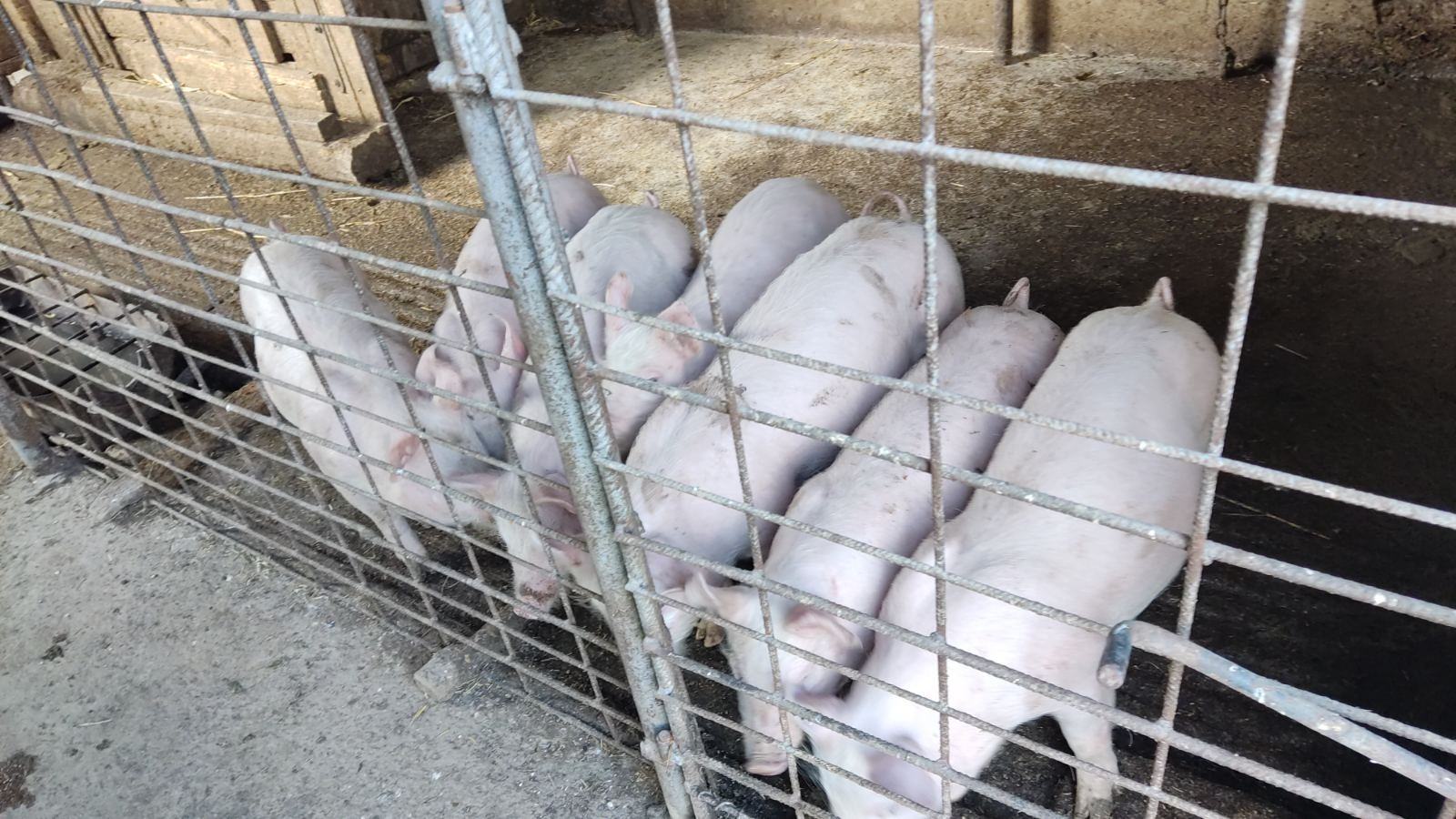 prodajem prasce PRODANO