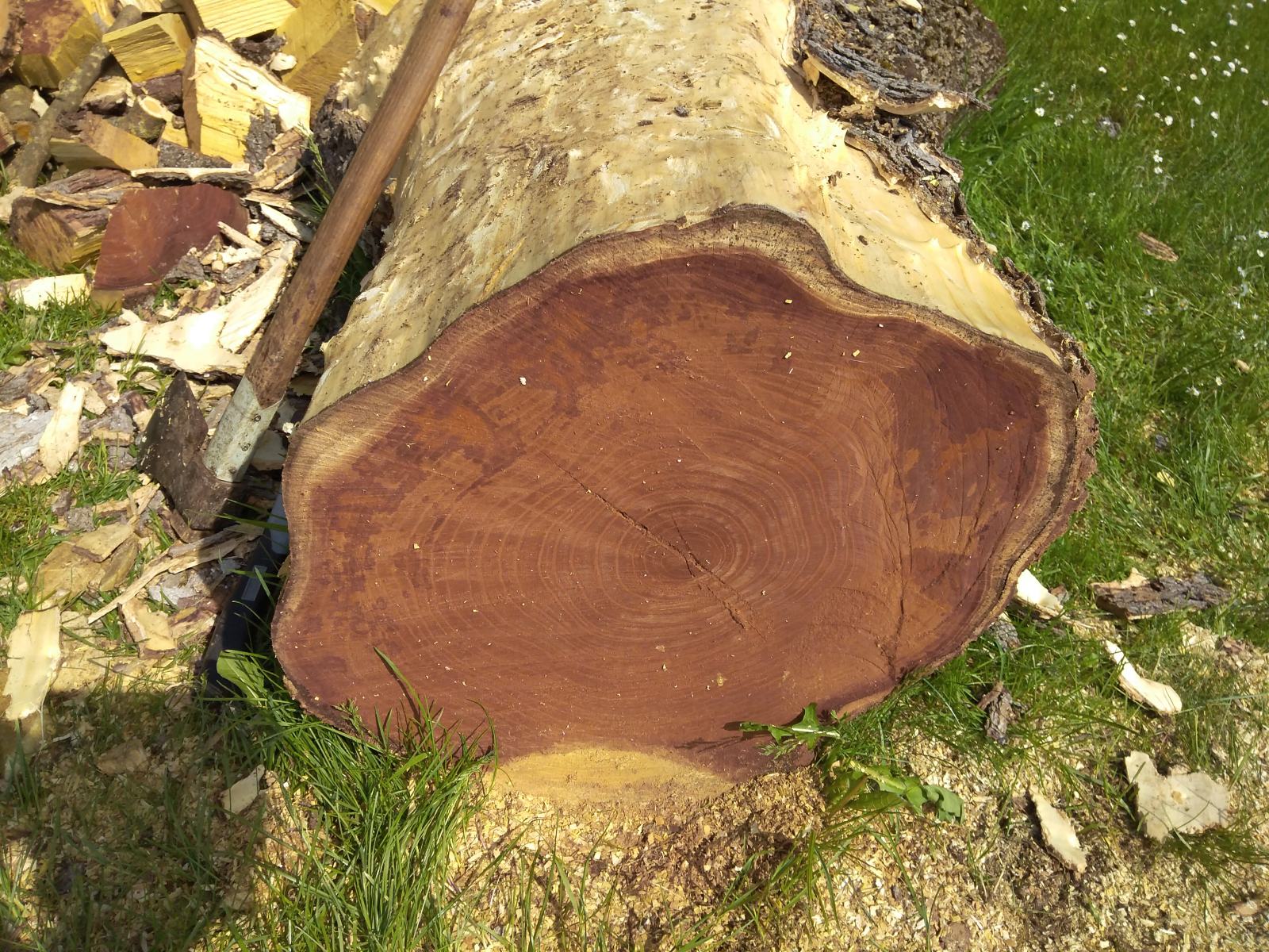 Prodajem stablo duda