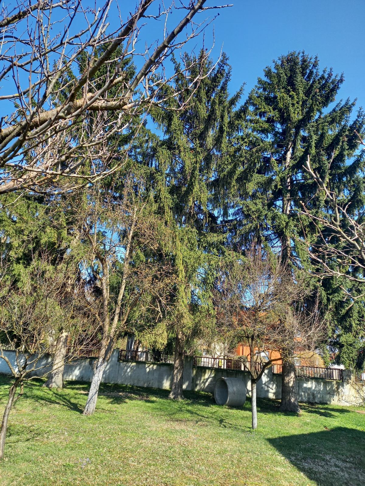 prodajem stablo oraha i 3 bora