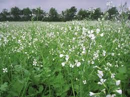 Rauola(uljana rotkva)sjeme