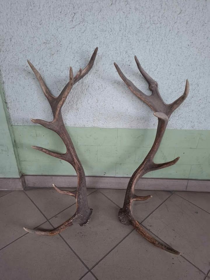 Rogovi jelena.