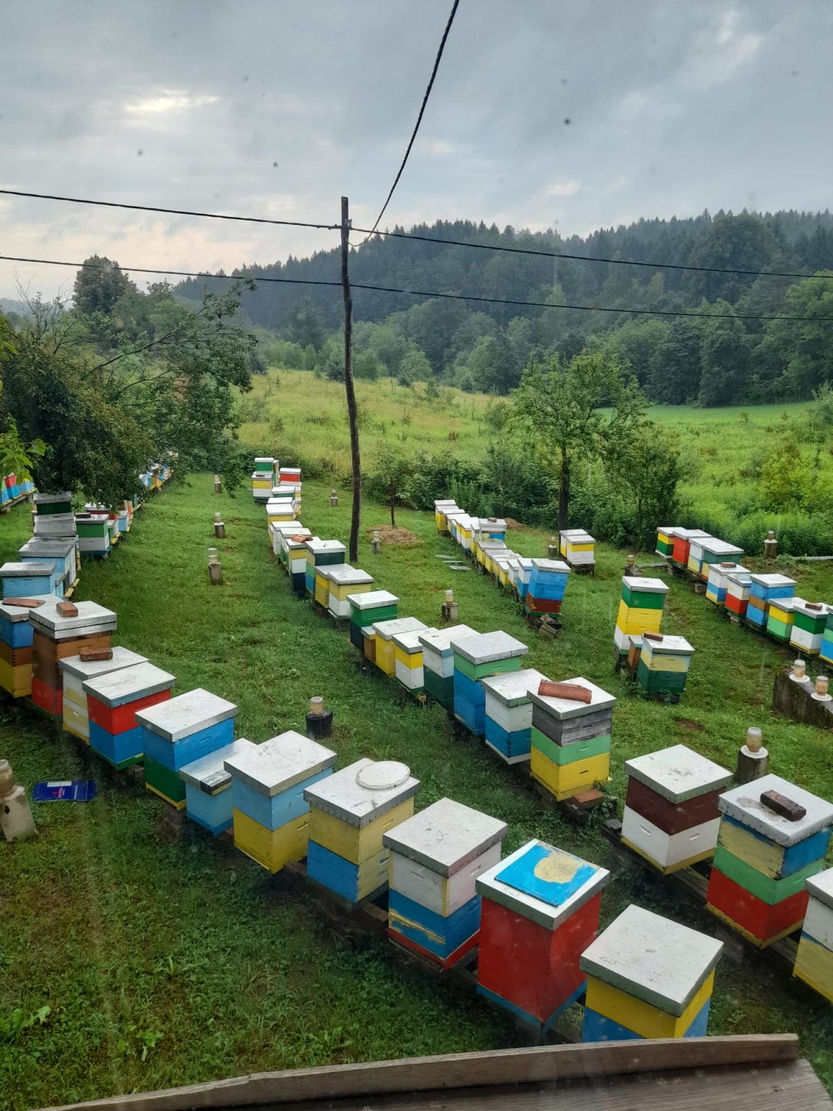 Rojevi i pčelinje zajednice