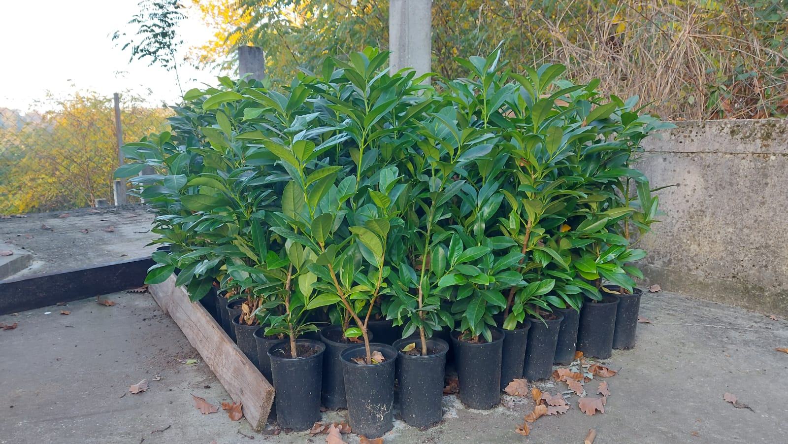 Sadnice lovor visnje