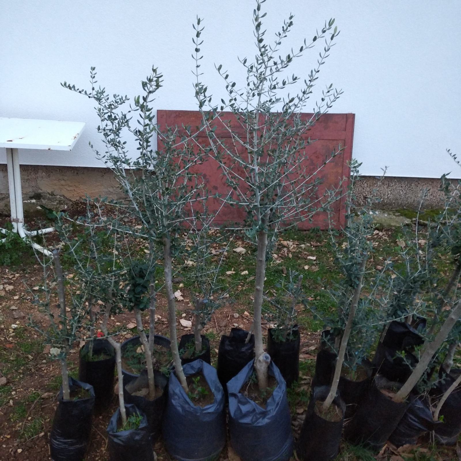 Sadnice maslina krvavice i oblice