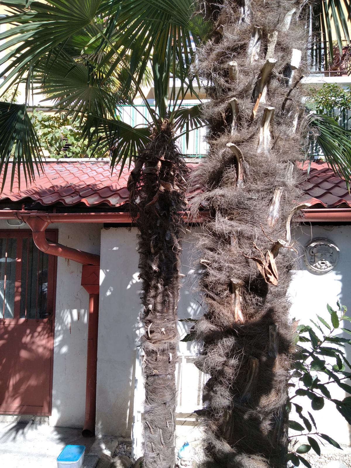Sadnice palme prodajem Visoka žumara, (Trachycarpus fortunei) i sjeme