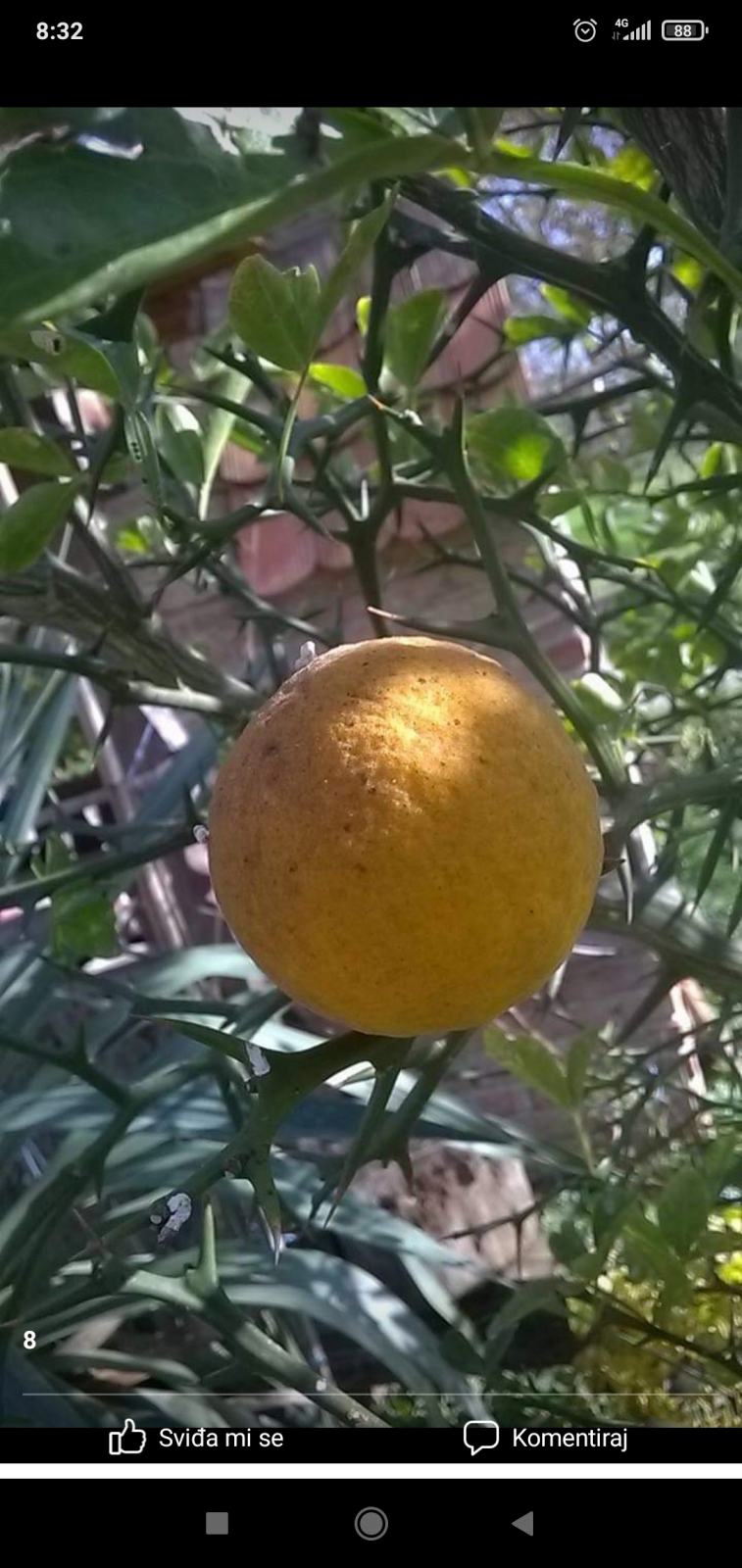 Sibirski limun sadnice