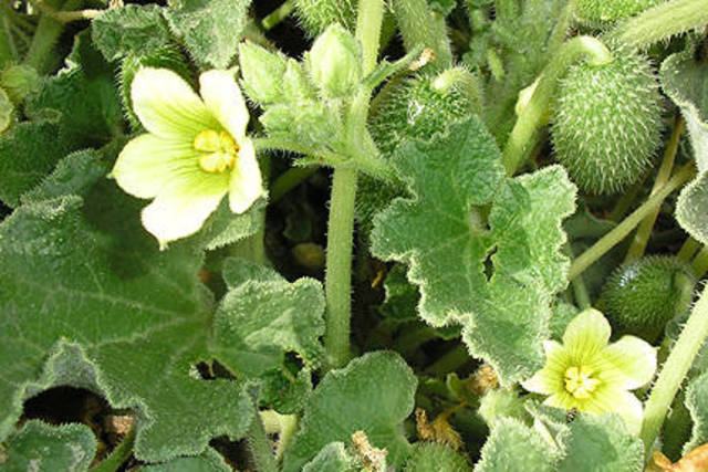 SINUS -biljne kapi divljeg krastavca za sinuse