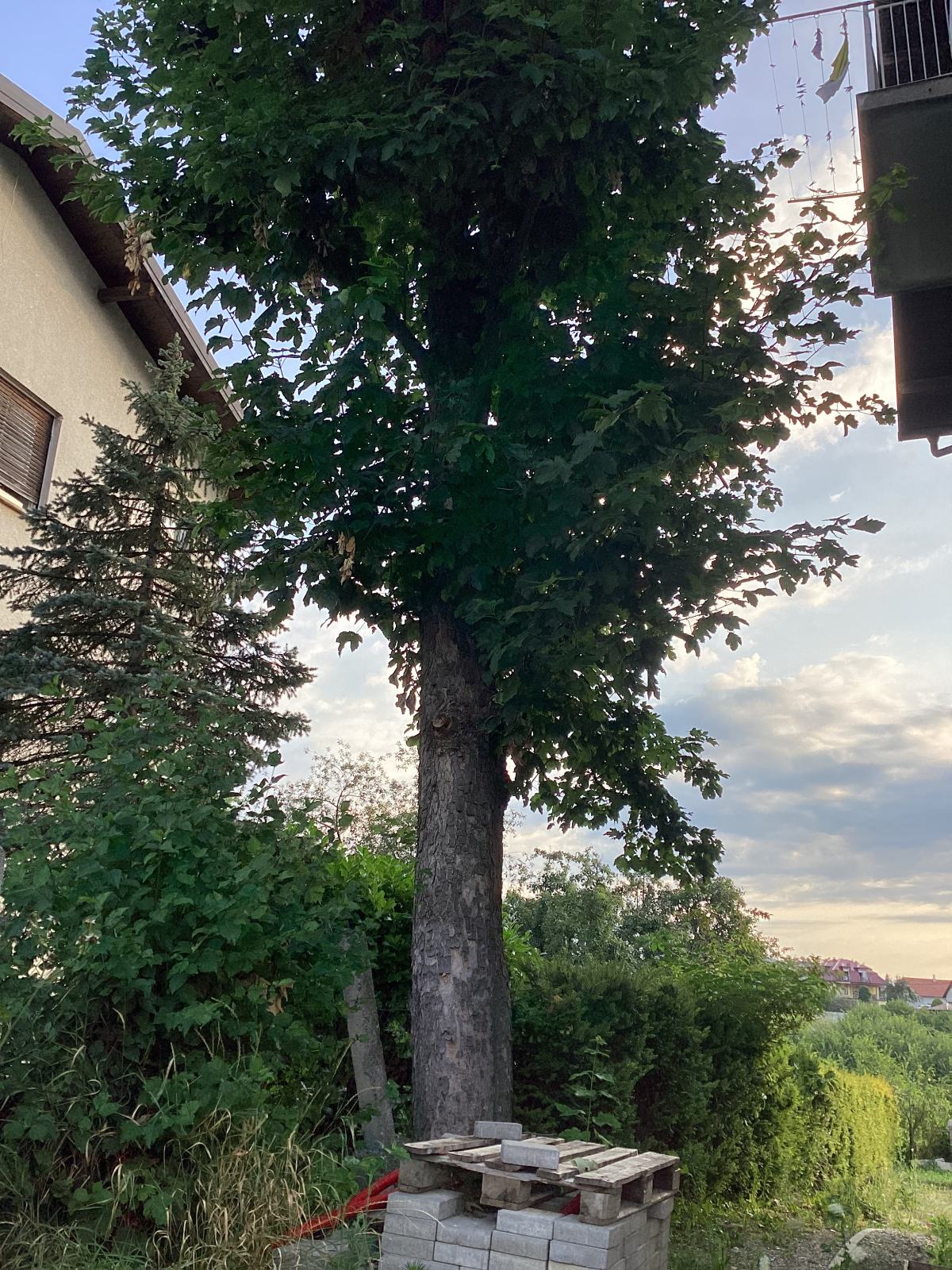 Stablo javora za pilanu, daske, ogrjev