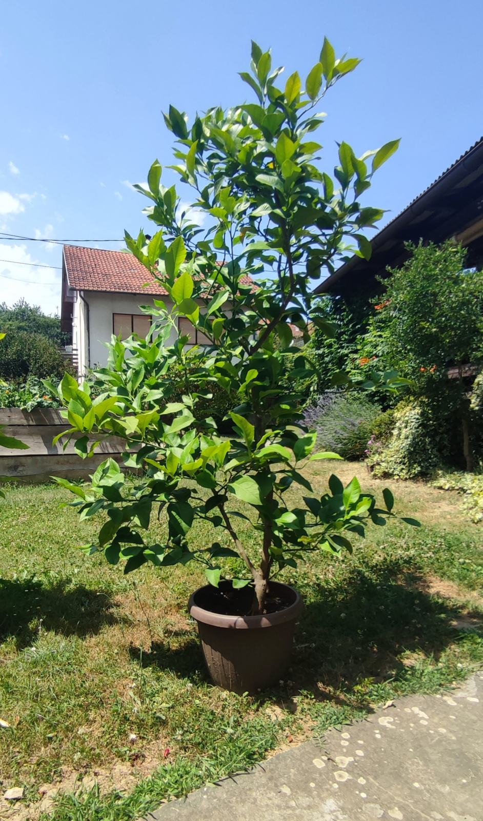 Stablo limuna - prodajem