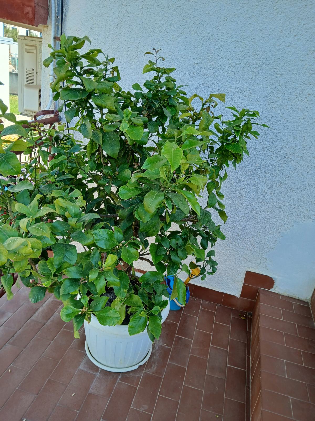 Limun mjesečar, stablo 11 godina staro.